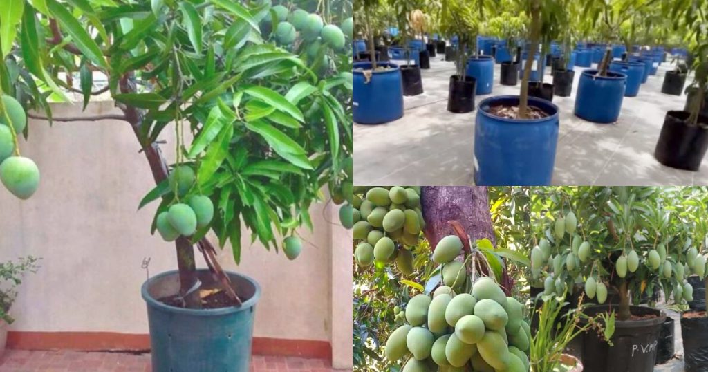 ഇനി ടെറസിൽ മാവ് കൊണ്ട് നിറയും.!! ഡ്രമ്മിലെ മാവ് കൃഷി.. എല്ലാ ...