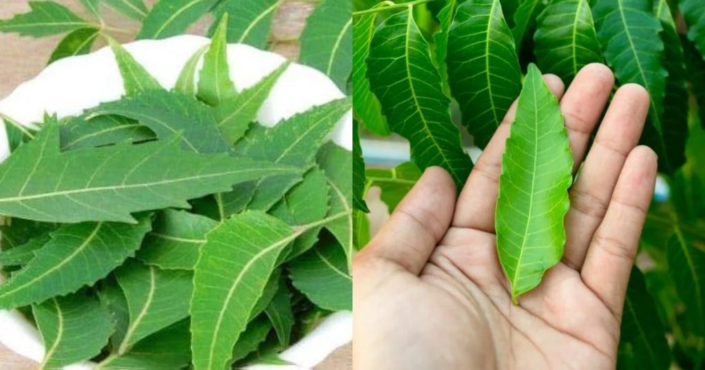 ആര്യവേപ്പ് ഈ രീതിയിൽ ഉപയോഗിച്ചാൽ 100% ഗുണം, ആര്യവേപ്പില ദിവസവും കഴിച്ചാ ...