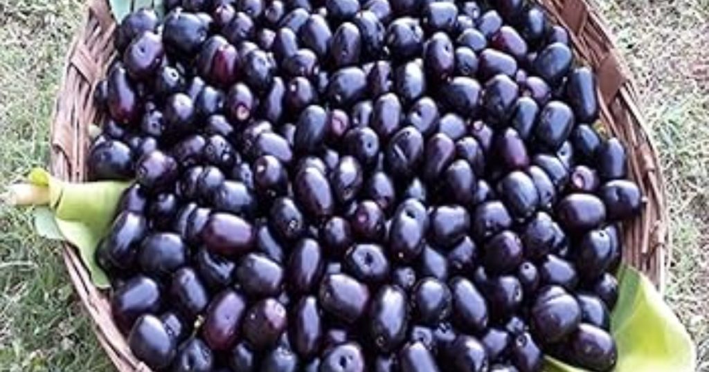 ഇപ്പോൾ റോഡിലെ സ്ഥിരം കാഴ്ചയല്ലേ ഞാവൽ വിൽപ്പന.!! അറിയണം ഞാവൽപ്പഴത്തിന്റെ ഗുണങ്ങൾ | Health ...